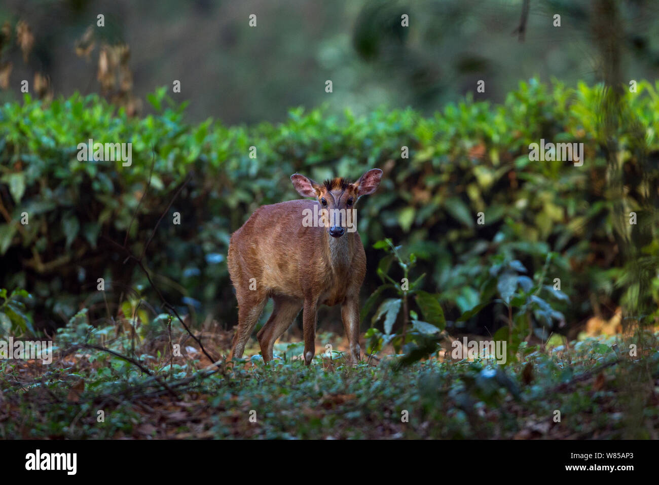 Southern red muntjac (Muntiacus muntjak) female, Anamalai Tiger Reserve ...