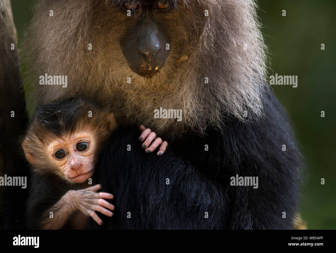 Lion-tailed macaque (Macaca silenus) baby aged less than 1 month ...
