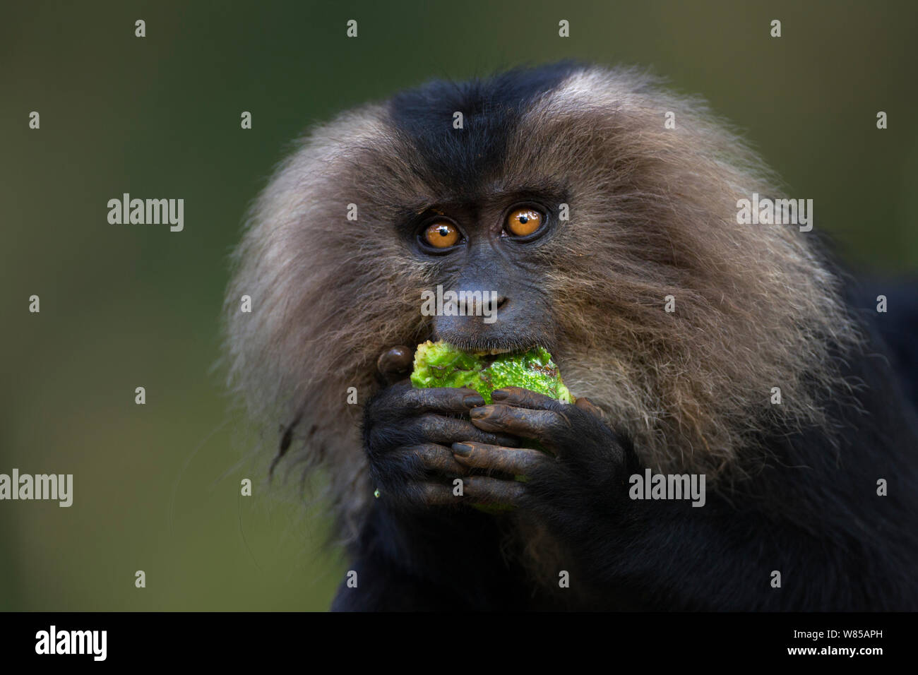 Lion-tailed macaque (Macaca silenus) juvenile portrait. Anamalai Tiger ...