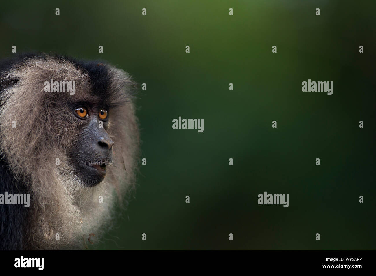 Lion-tailed macaque (Macaca silenus) female portrait. Anamalai Tiger ...