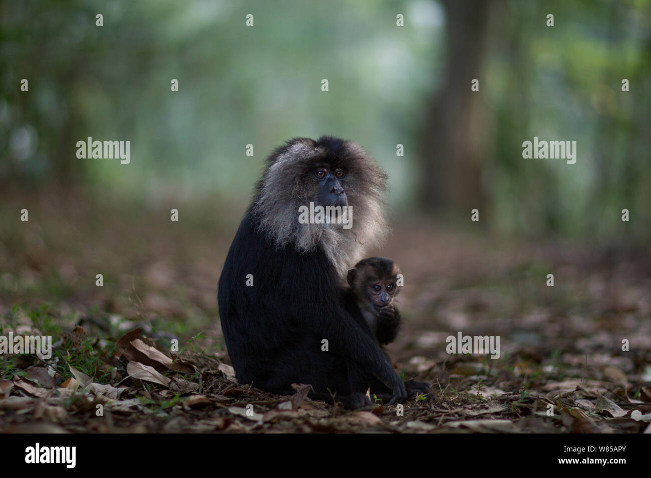 Lion-tailed macaque (Macaca silenus) female and baby aged 6-12 months ...