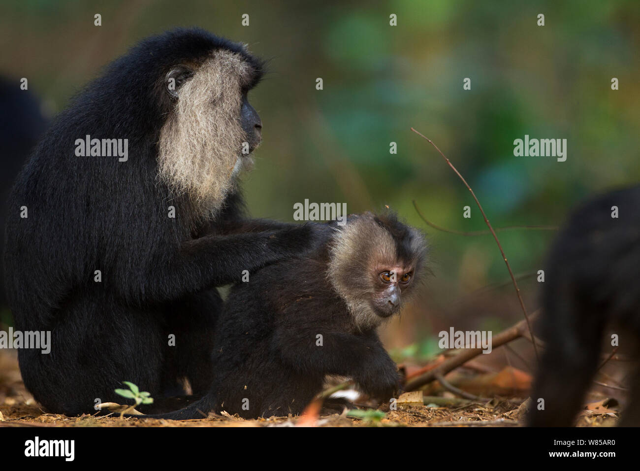 Lion-tailed macaque (Macaca silenus) juveniles playing. Anamalai Tiger ...