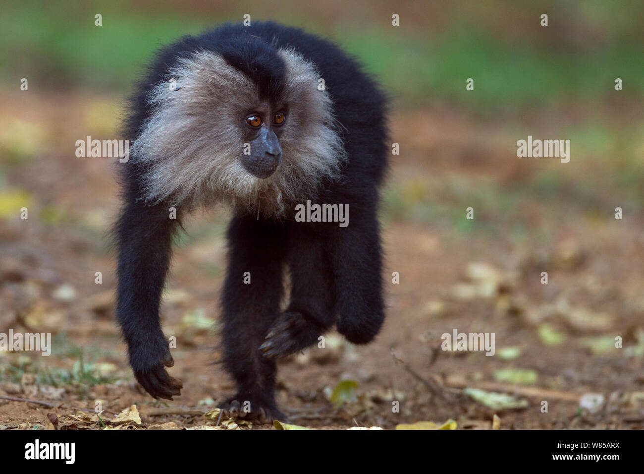 Lion-tailed macaque (Macaca silenus) juvenile running. Anamalai Tiger ...
