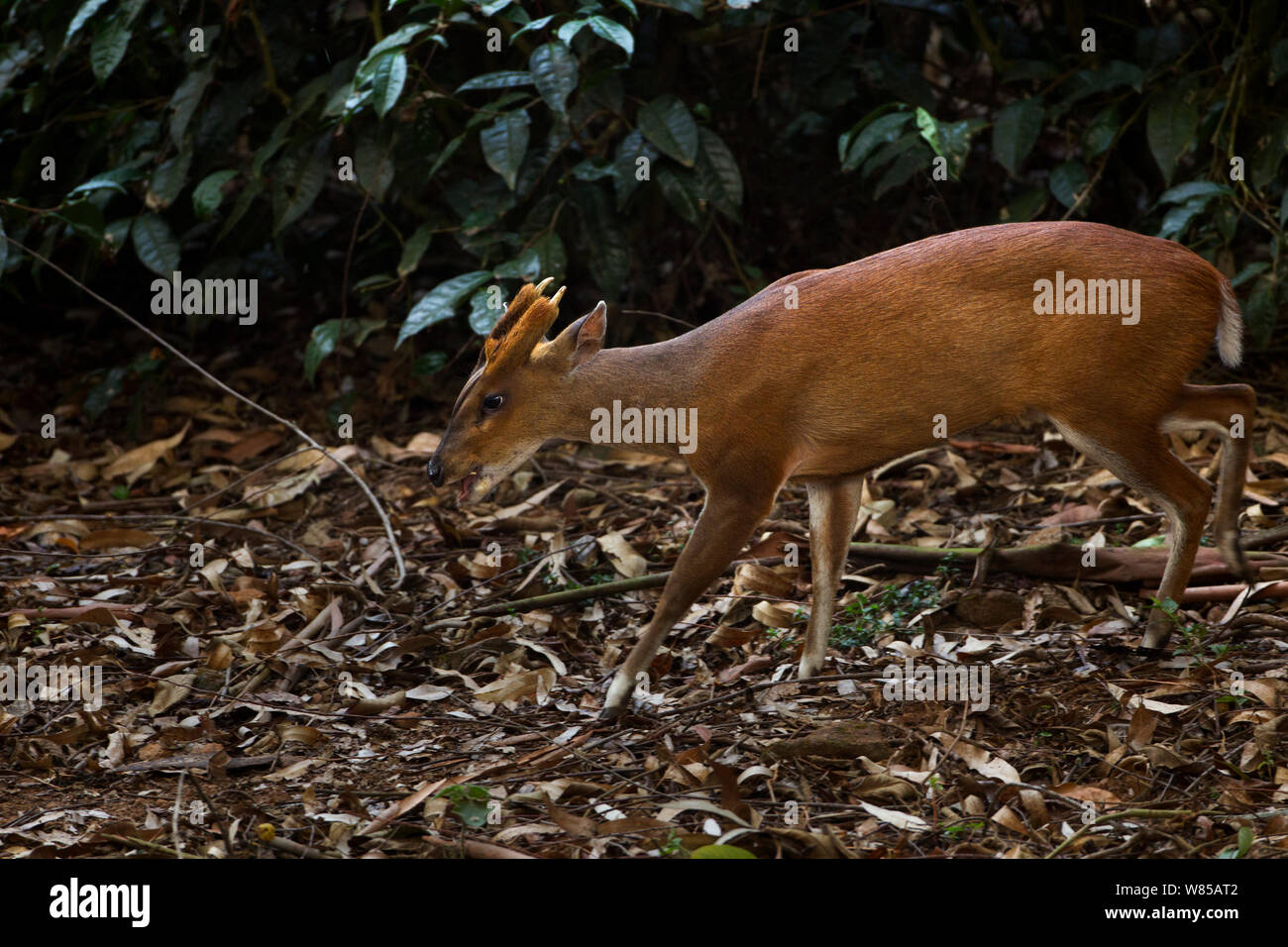 Sundaland red muntjac muntiacus muntjak hi-res stock photography and ...