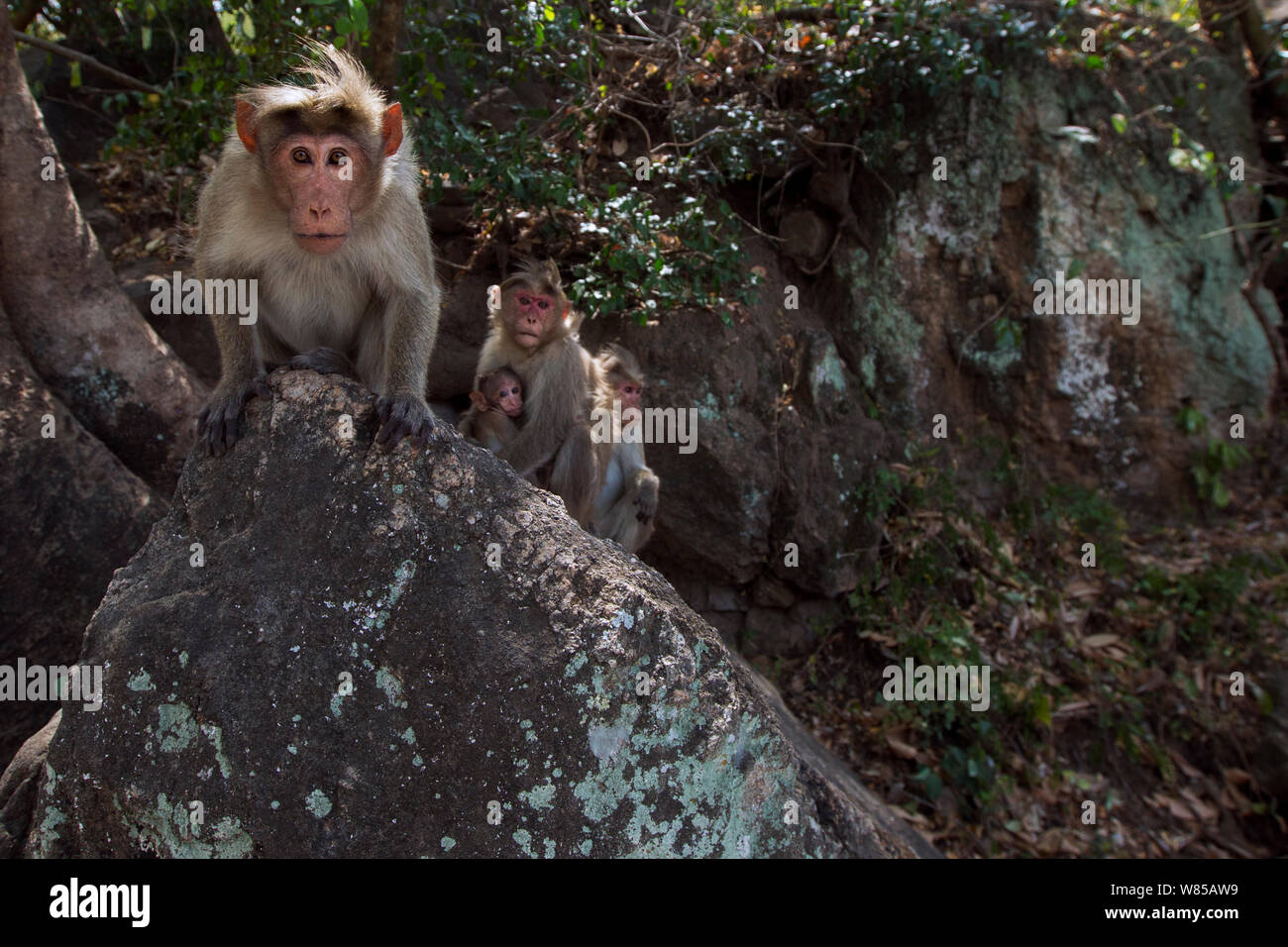 Bonnet macaque (Macaca radiata) male sitting on a rock with others in ...