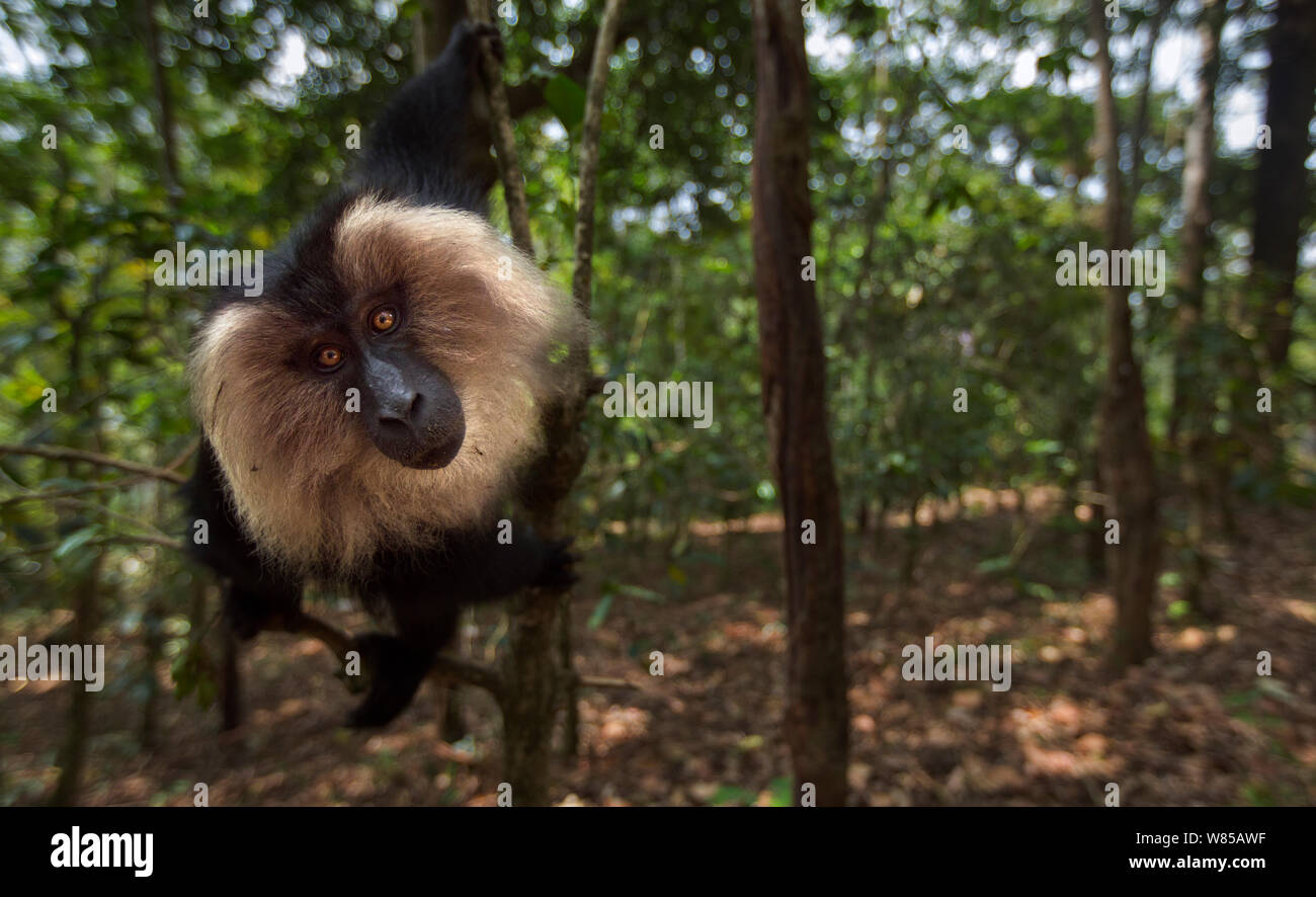 Lion-tailed macaque (Macaca silenus) sub-adult male sitting in a tree ...