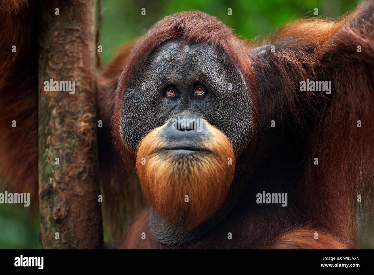 Sumatran orangutan (Pongo abelii) mature male 'Halik' aged 26 years ...