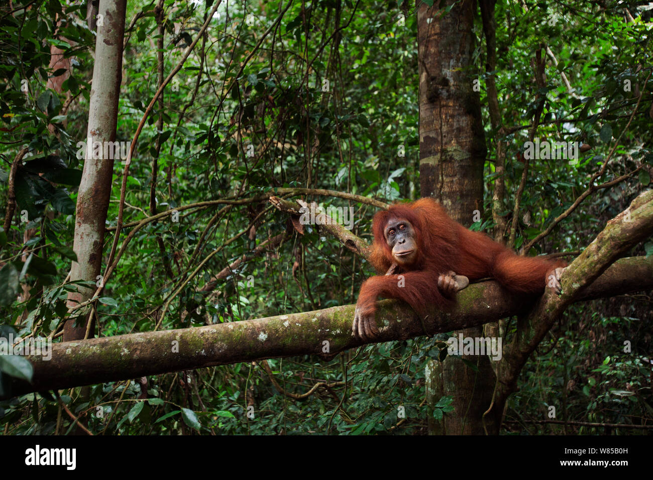 Sumatran orangutan (Pongo abelii) female 'Jaki' aged 16 years resting ...
