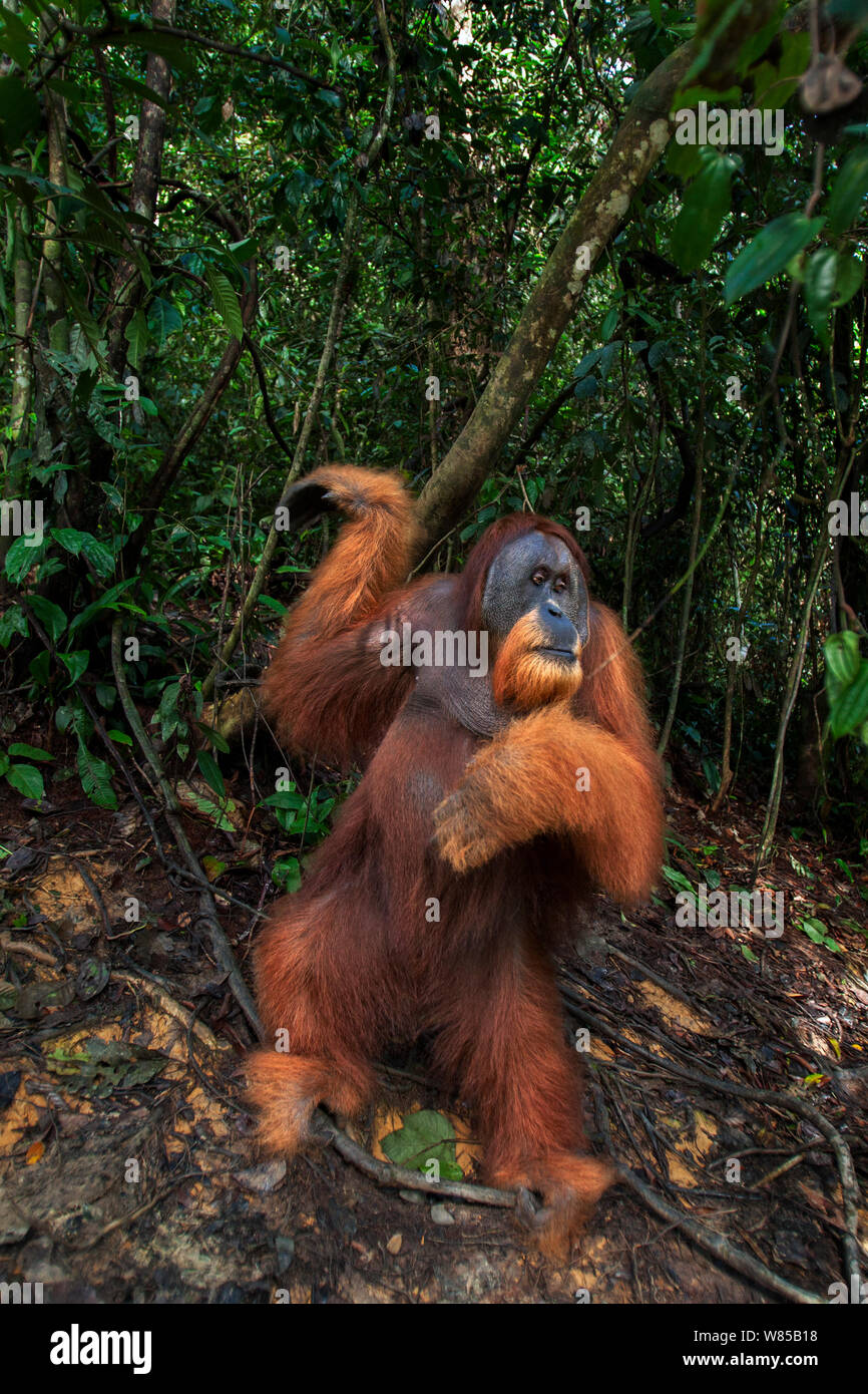 Orangutan standing hi-res stock photography and images - Alamy