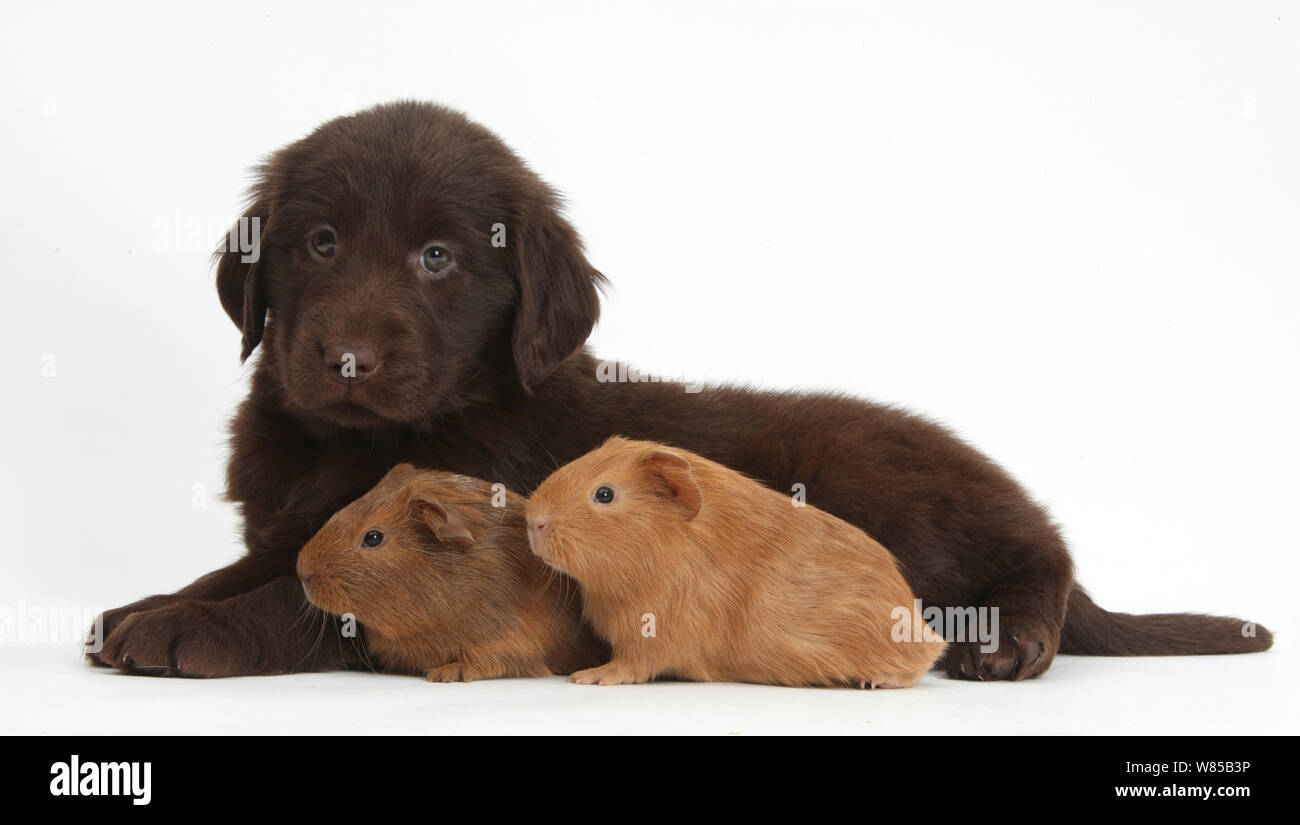 Liver flat coated retriever hi-res stock photography and images - Alamy