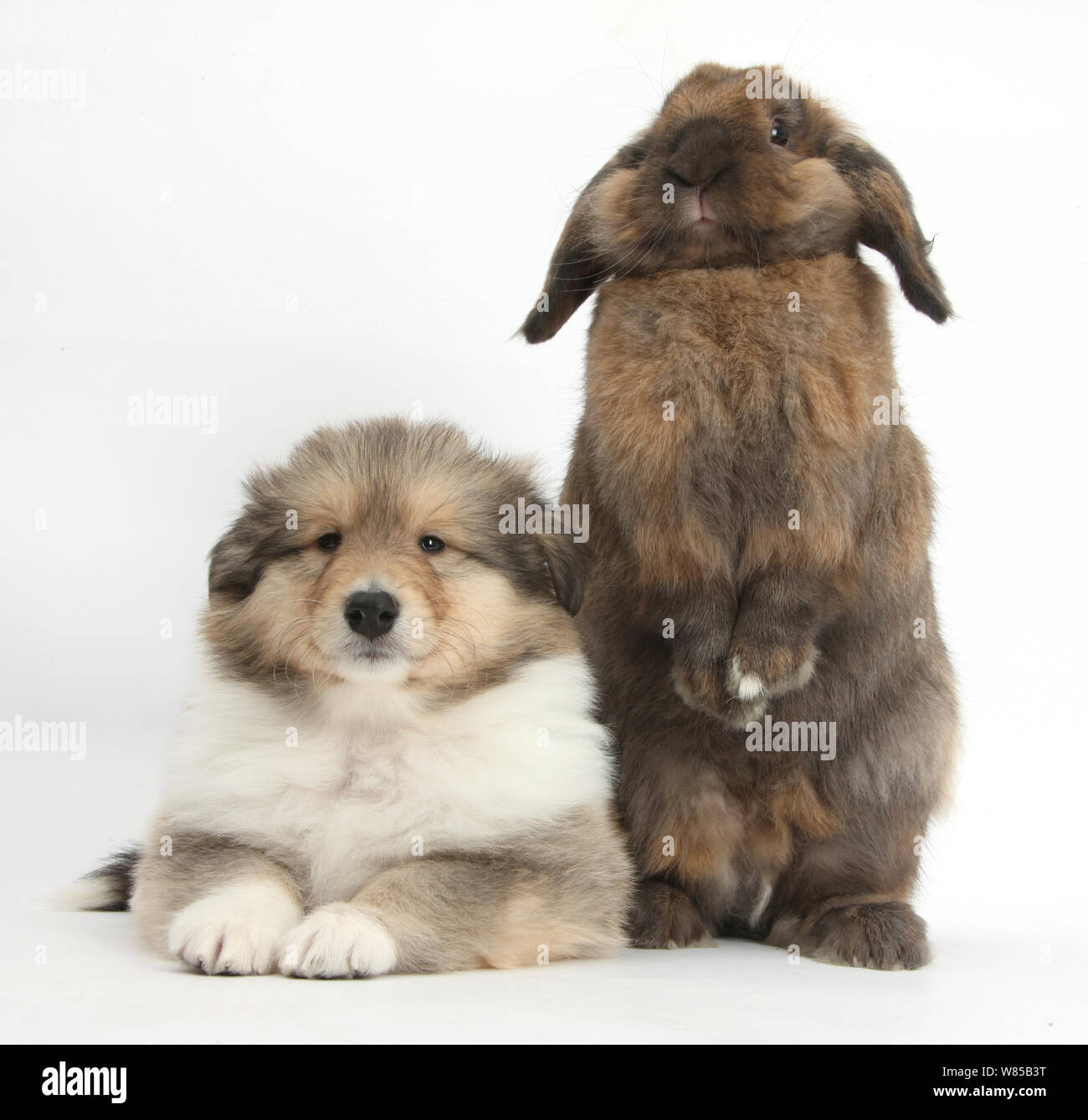 Sable Rough Collie puppy, 7 weeks, with Lionhead Lop rabbit, Dibdab ...