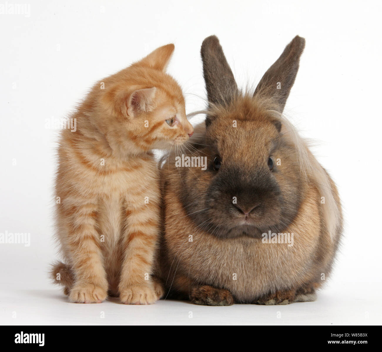 Ginger kitten and Lionhead-cross rabbit Stock Photo - Alamy