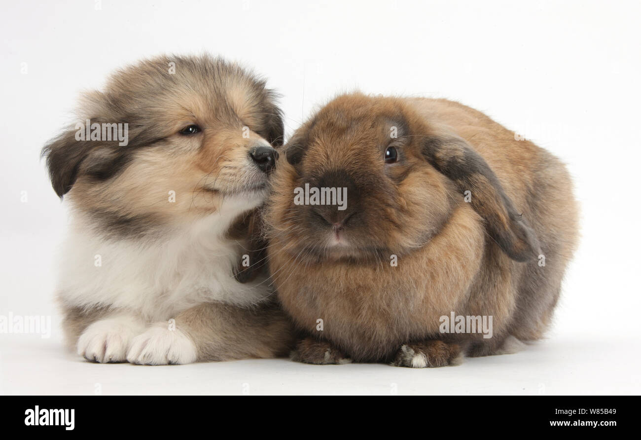 Sable Rough Collie puppy, 7 weeks, with Lionhead Lop rabbit, Dibdab ...