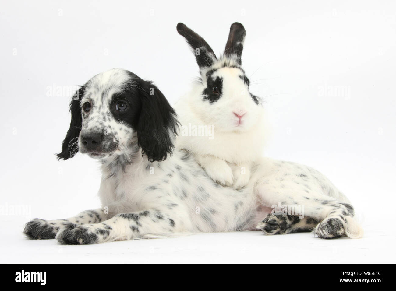 Black-and-white Border Collie x Cocker Spaniel puppy, 11 weeks, with ...