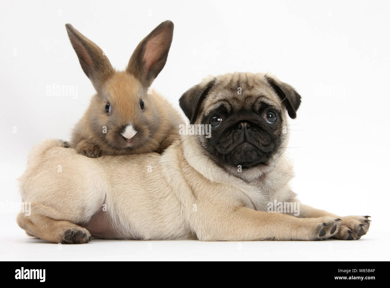 Fawn pug hi-res stock photography and images - Alamy