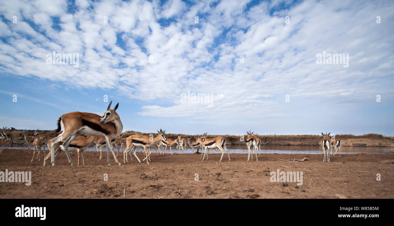 Gazelle migration hi-res stock photography and images - Alamy