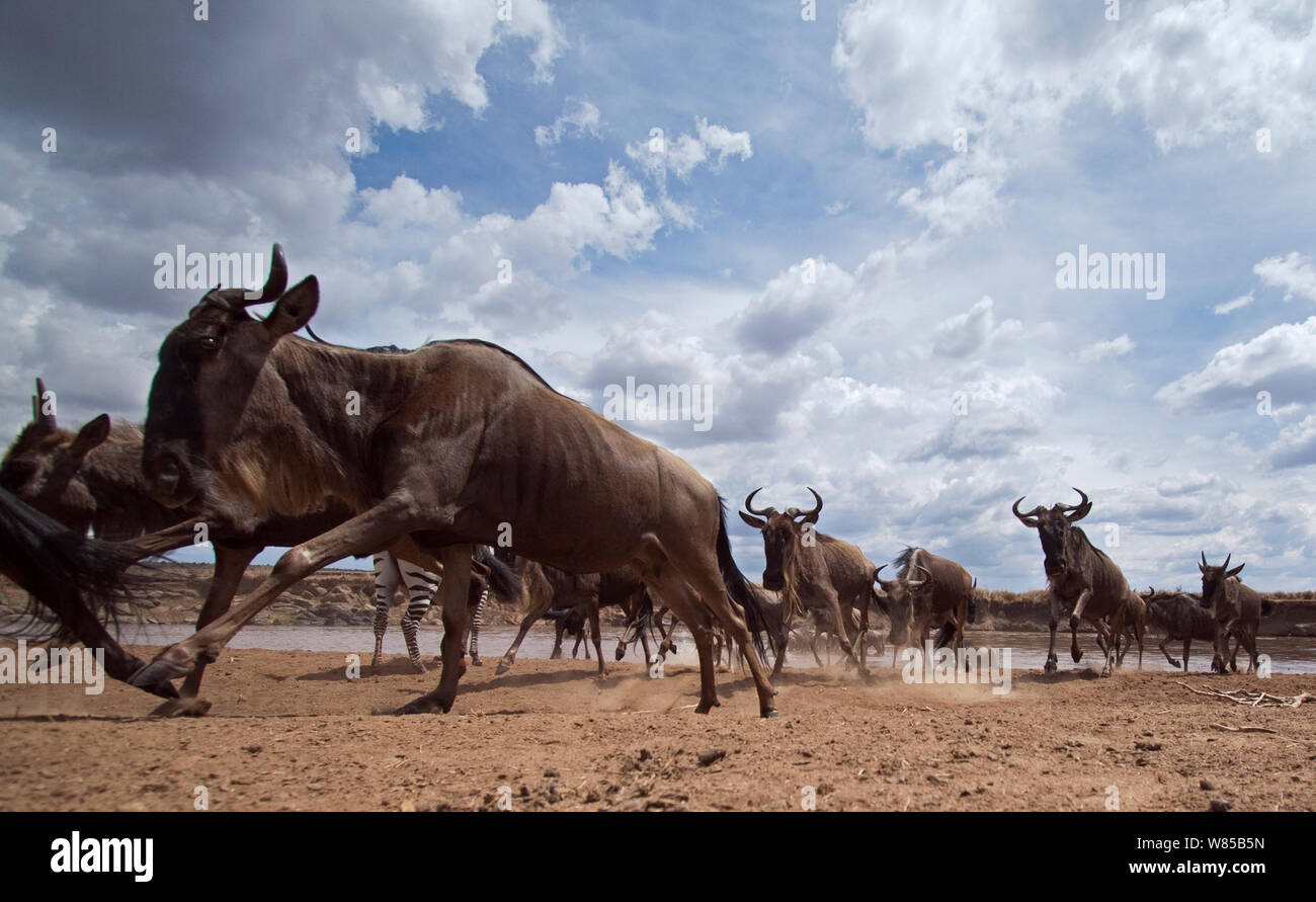 Eastern white-bearded wildebeest (Connochaetes taurinus) herd heading ...