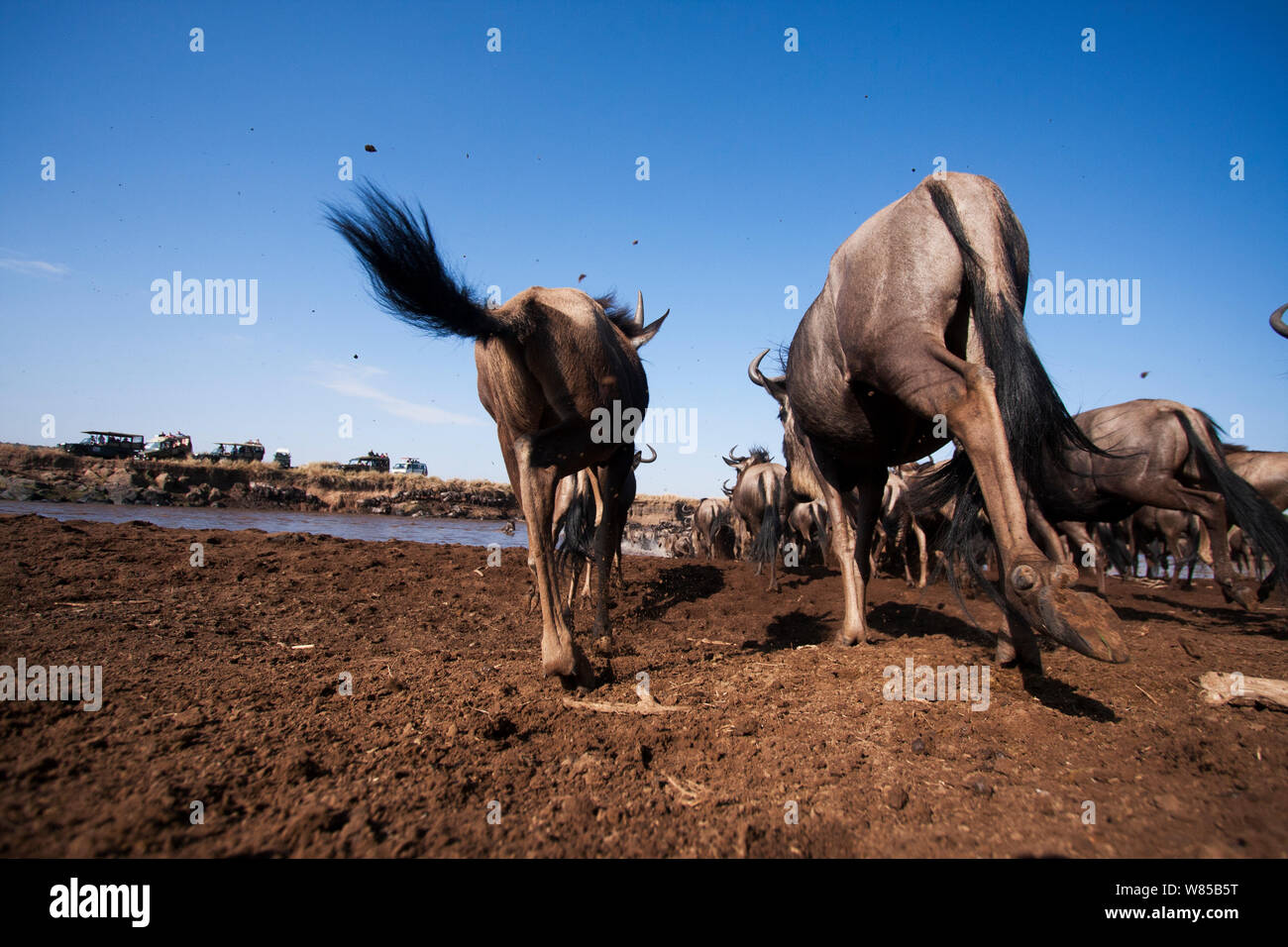 Eastern white-bearded wildebeest (Connochaetes taurinus) herd crossing ...