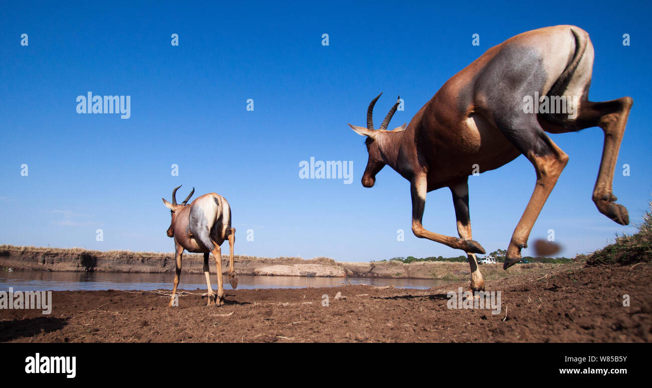 Damaliscus lunatus jimela hi-res stock photography and images - Alamy