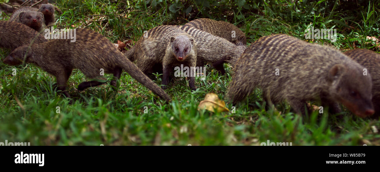 Banded mongoose (Mungos mungo) pack foraging. Masai Mara National ...
