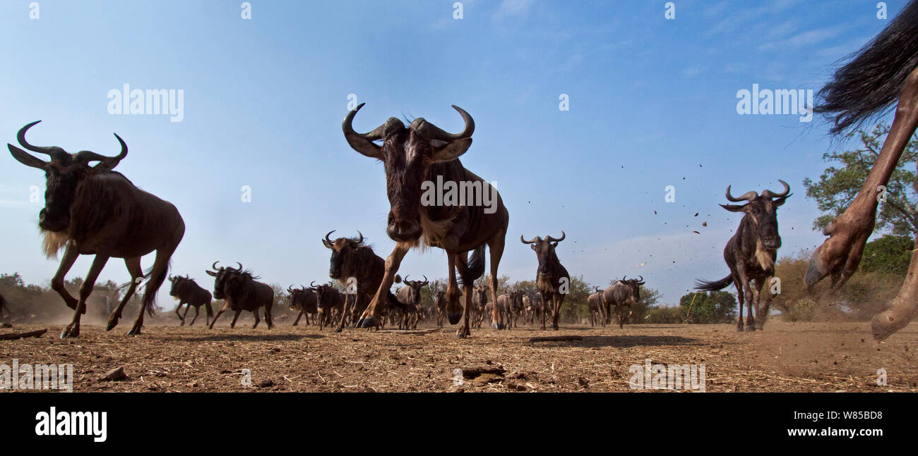 Eastern white-bearded wildebeest (Connochaetes taurinus) herd running ...
