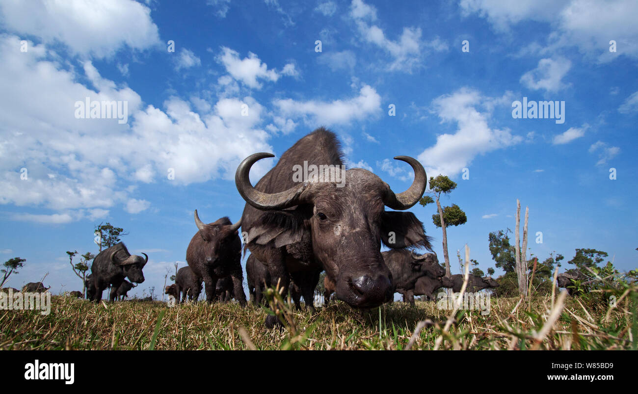 Male african cape buffalo wide hi-res stock photography and images - Alamy