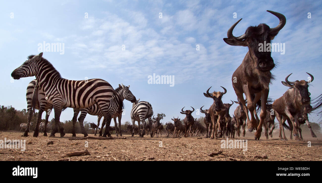Mixed herd zebra wildebeest hi-res stock photography and images - Alamy
