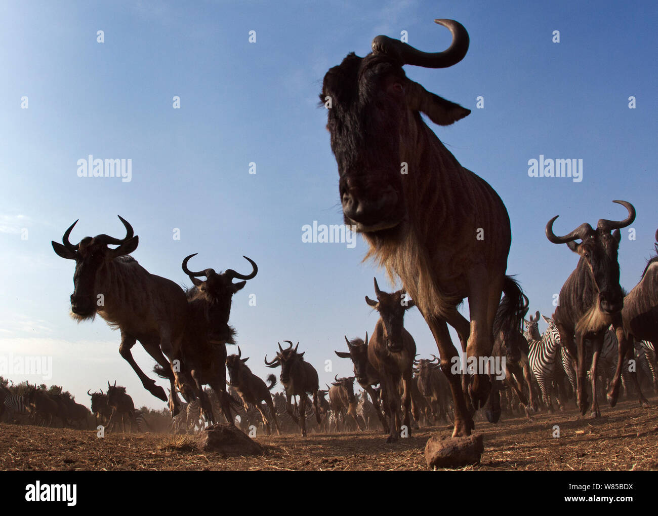 Zebra and wildebeest migrating animals hi-res stock photography and ...