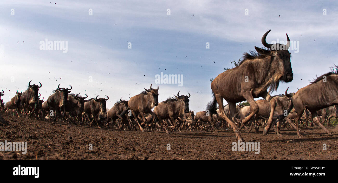 Wide shot blue wildebeest running hi-res stock photography and images ...