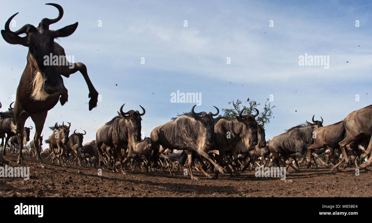 Eastern white-bearded wildebeest (Connochaetes taurinus) herd running ...