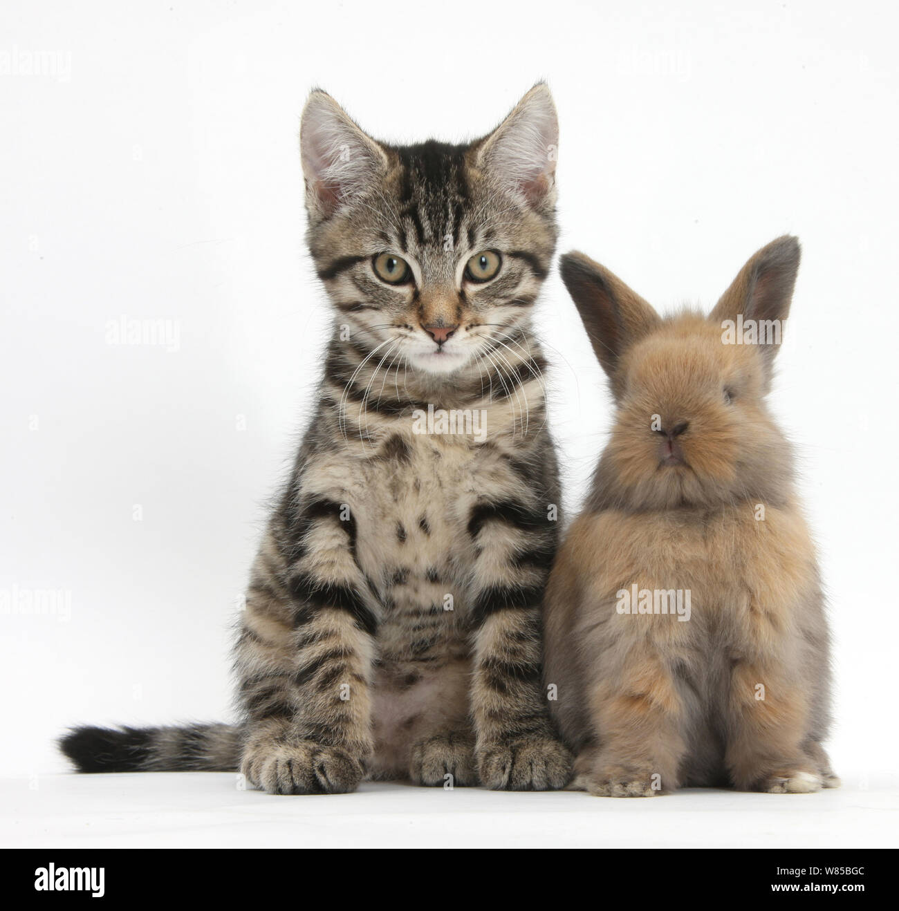 Tabby kitten, Fosset, 12 weeks, with baby Lionhead-cross rabbit ...