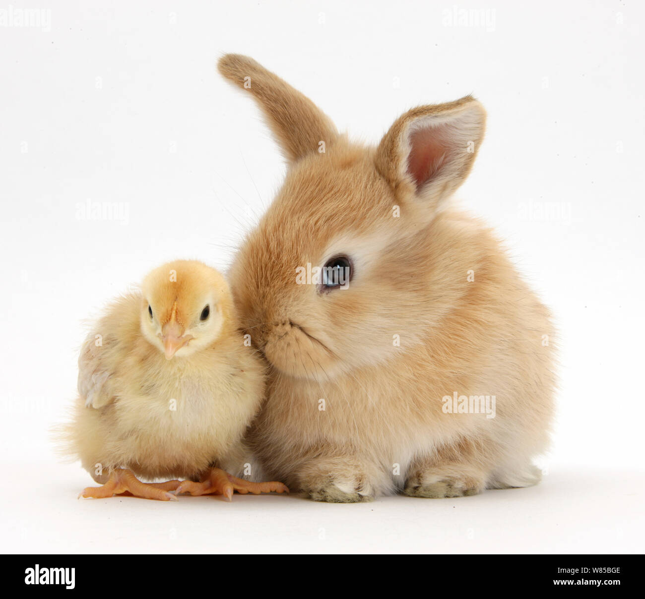 Cute sandy rabbit and yellow bantam chick, against white background ...