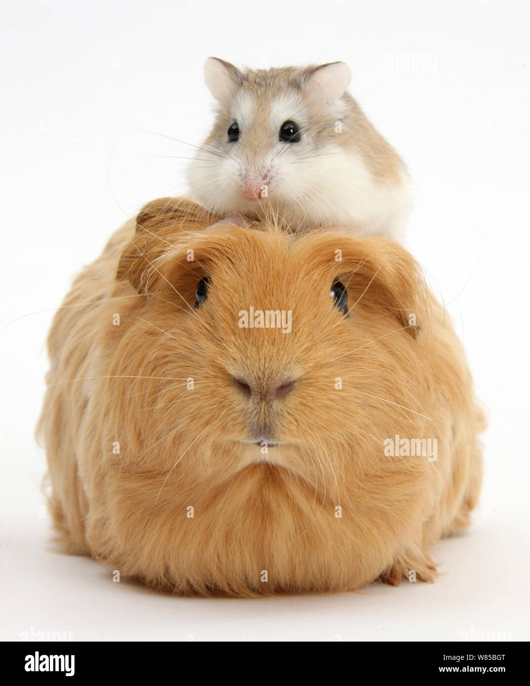 Ginger Guinea pig and Roborovski Hamster, against white background ...