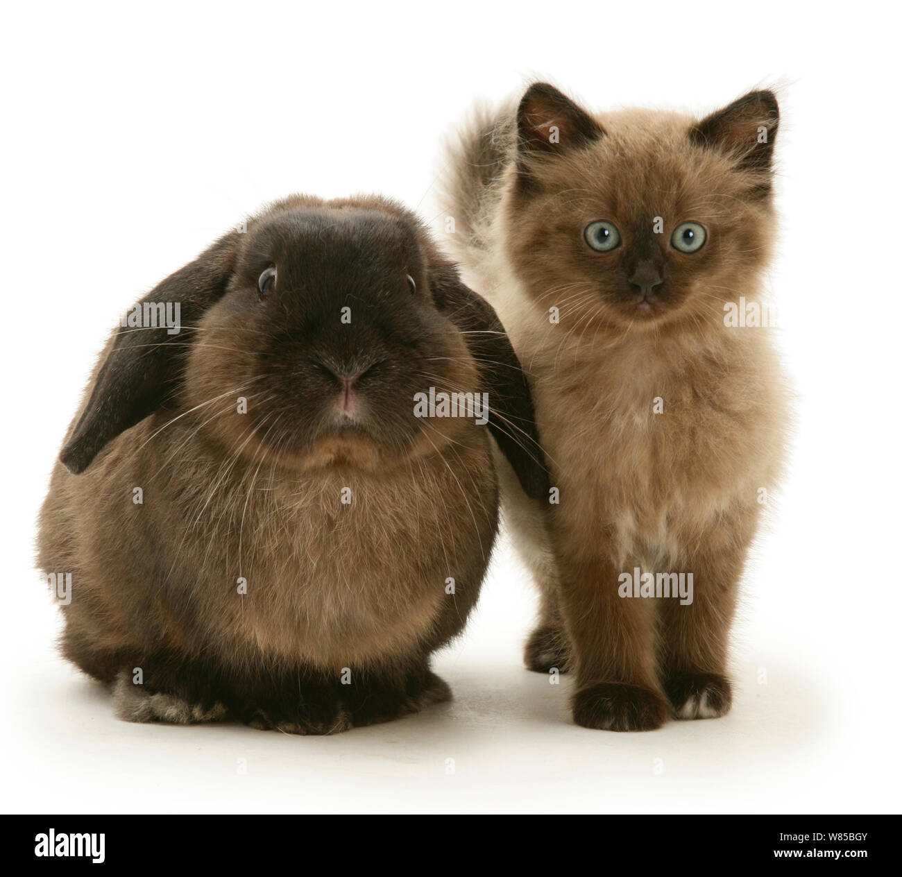 Chocolate Birman-cross kitten with chocolate Lop rabbit, against white ...