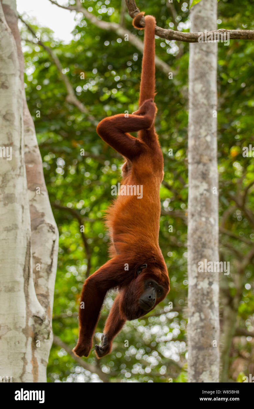 Monkey hanging by tail hi-res stock photography and images - Alamy