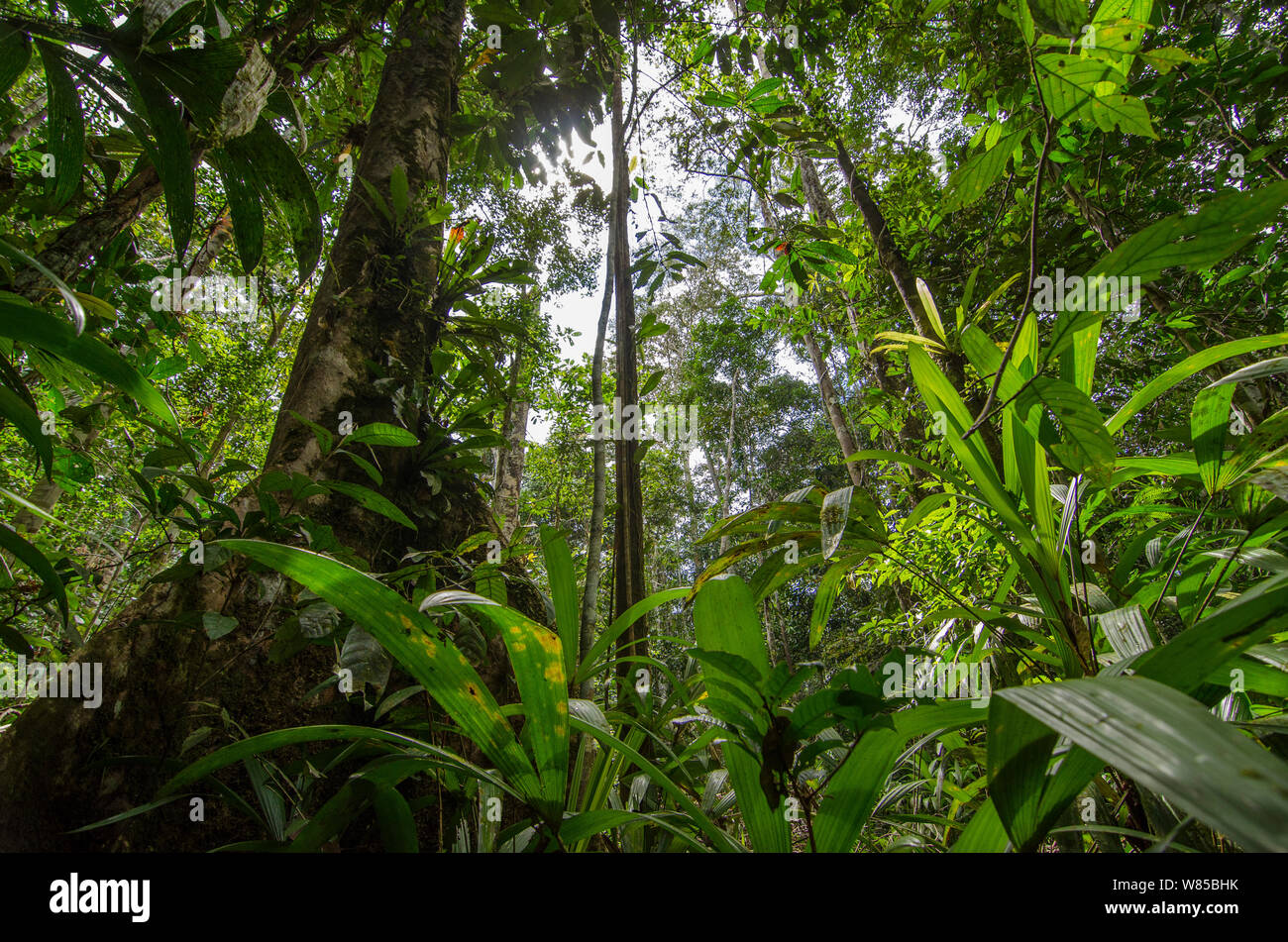 Amazon Rainforest Plants Stock Photos & Amazon Rainforest Plants Stock ...