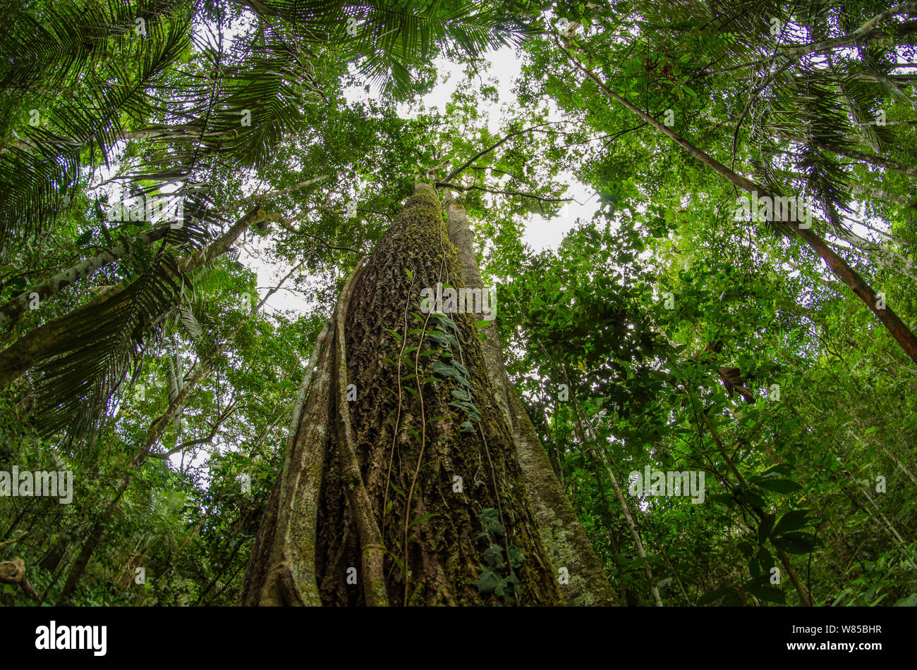 Calophyllum High Resolution Stock Photography and Images - Alamy