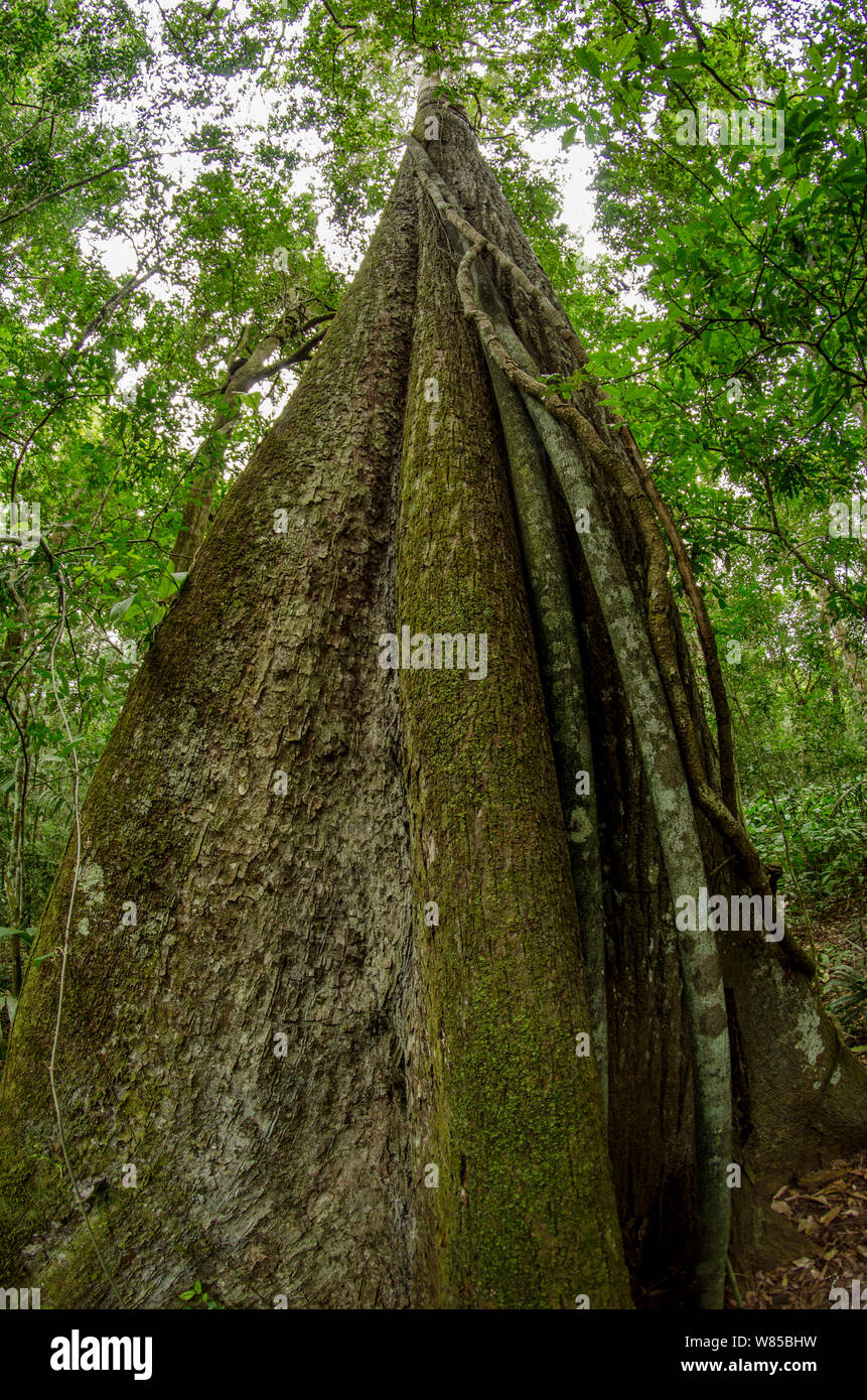 Cedrela odorata hi-res stock photography and images - Alamy