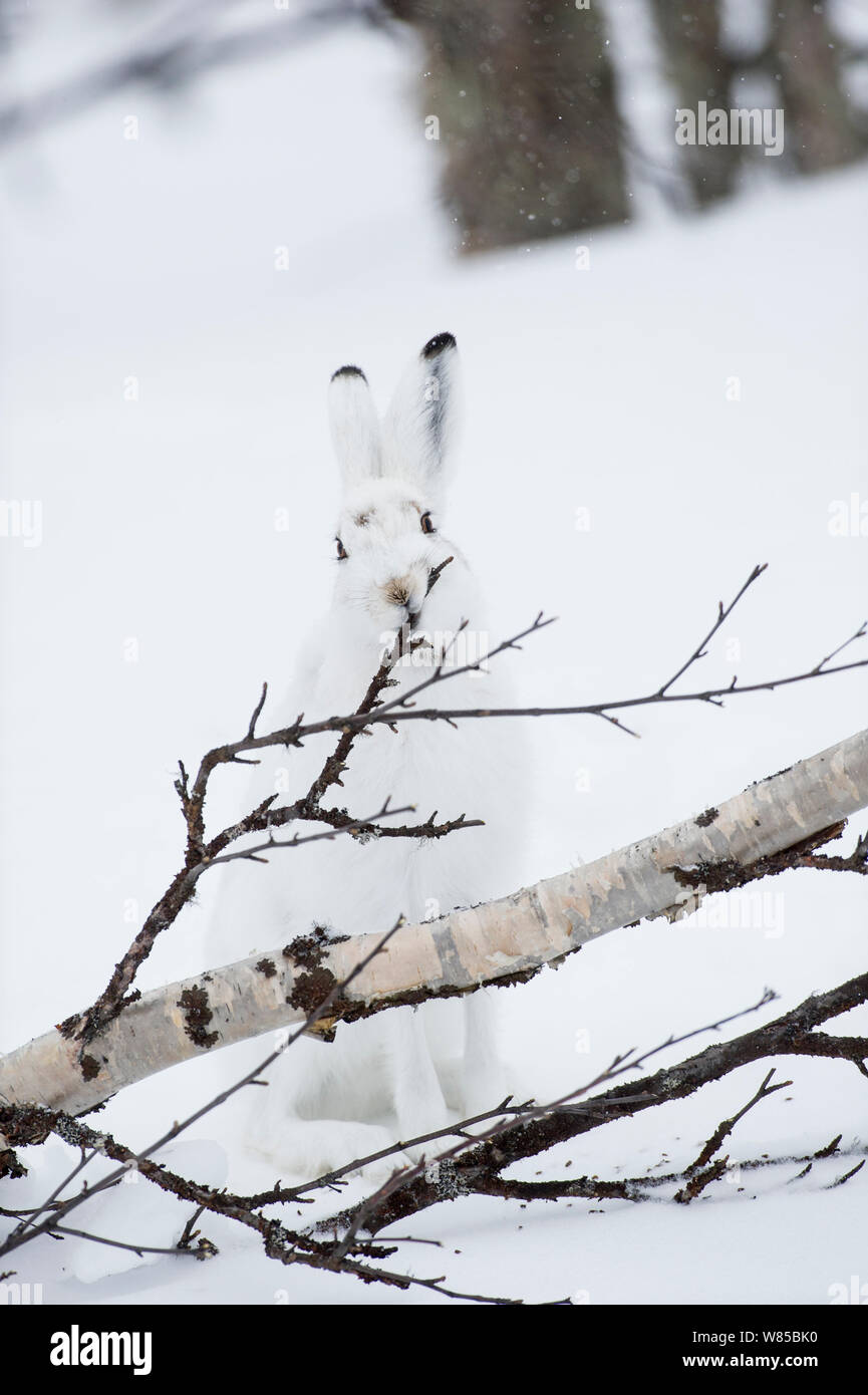 Mountain hare (Lepus timidus) feeding on mountain birch. Vauldalen, Sor ...