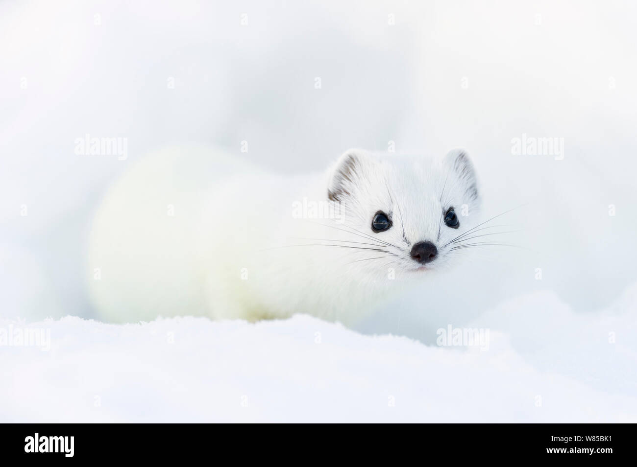 Cute stoat hi-res stock photography and images - Alamy