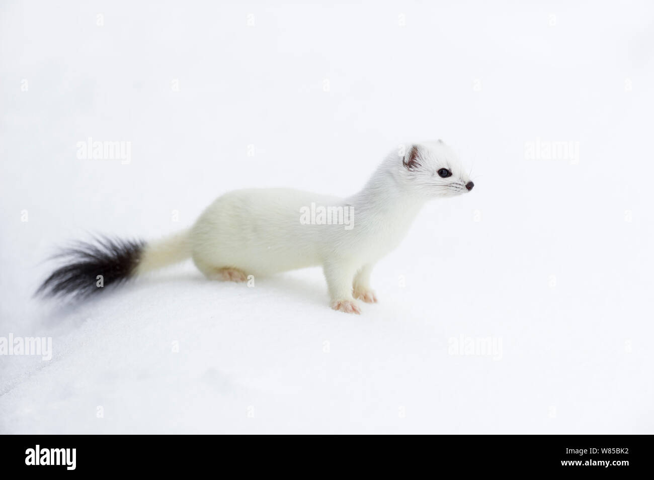 Stoat (Mustela erminea) in white winter coat. Vauldalen, Sor-Trondelag ...