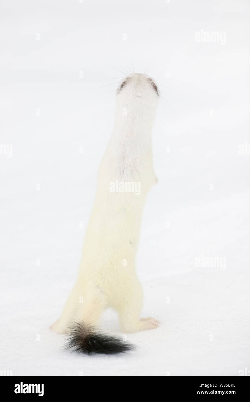 Stoat (Mustela erminea) in white winter coat, standing on two feet ...
