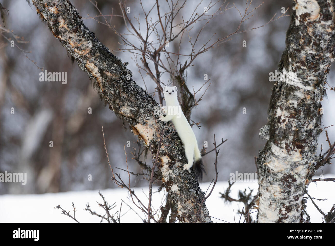 Stoat (Mustela erminea) in white winter coat on birch tree. Vauldalen ...