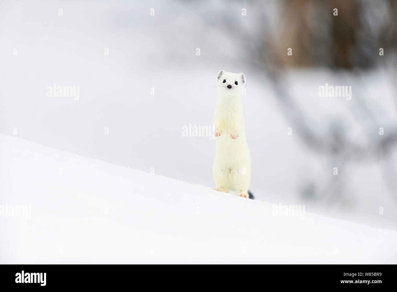 Stoat (Mustela erminea) in white winter coat. Vauldalen, Sor-Trondelag ...