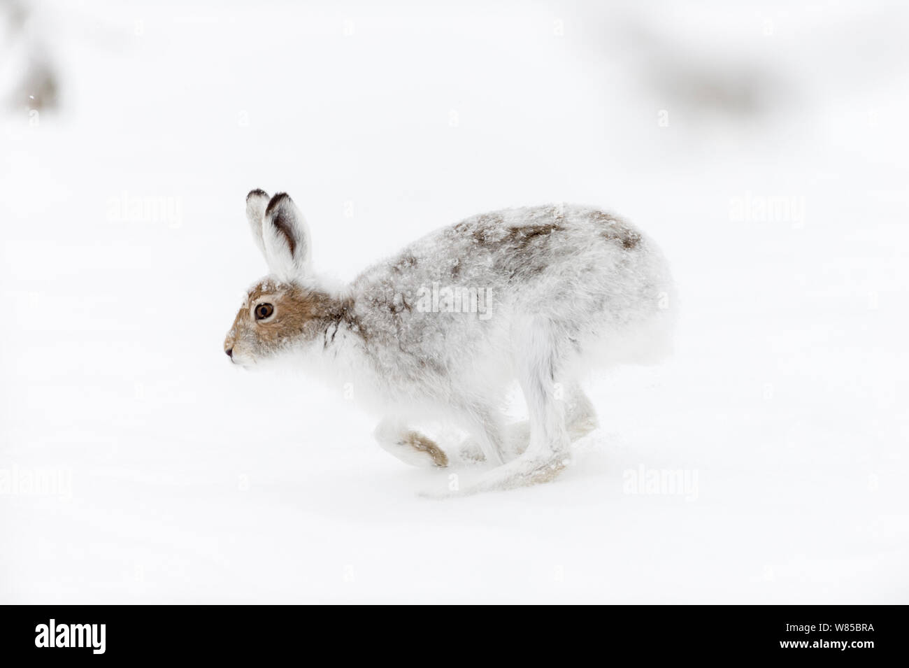 Mountain hare (Lepus timidus). Vauldalen, Sor-Trondelag, Norway, May ...