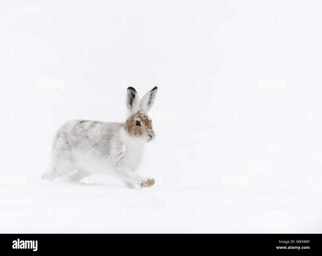 Mountain hare (Lepus timidus). Vauldalen, Sor-Trondelag, Norway, May ...