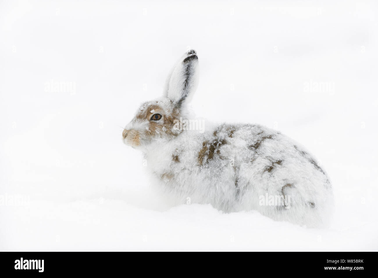 Mountain hare (Lepus timidus). Vauldalen, Sor-Trondelag, Norway, May ...