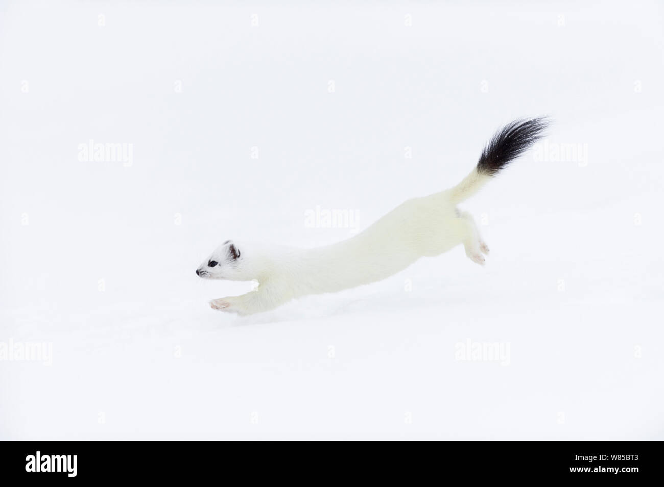 Stoat Jumping