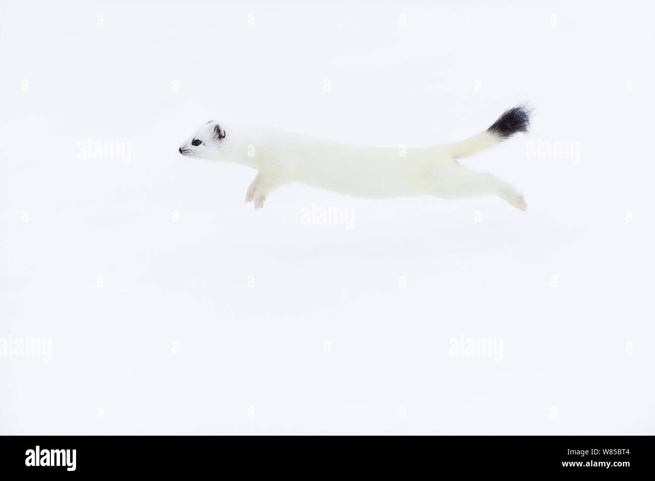 Running stoat hi-res stock photography and images - Alamy