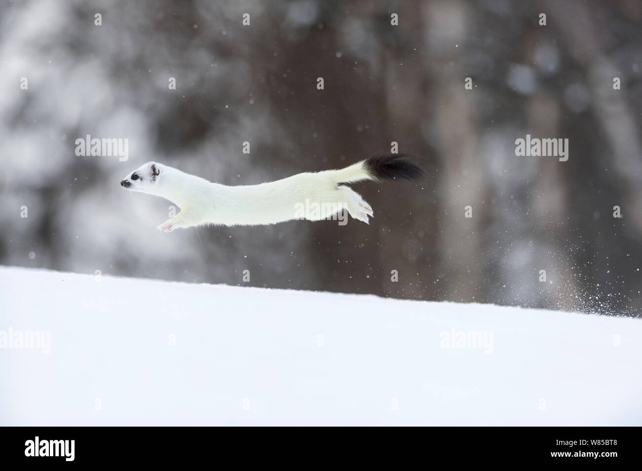 Stoat (Mustela erminea) in white winter coat running. Vauldalen, Sor ...